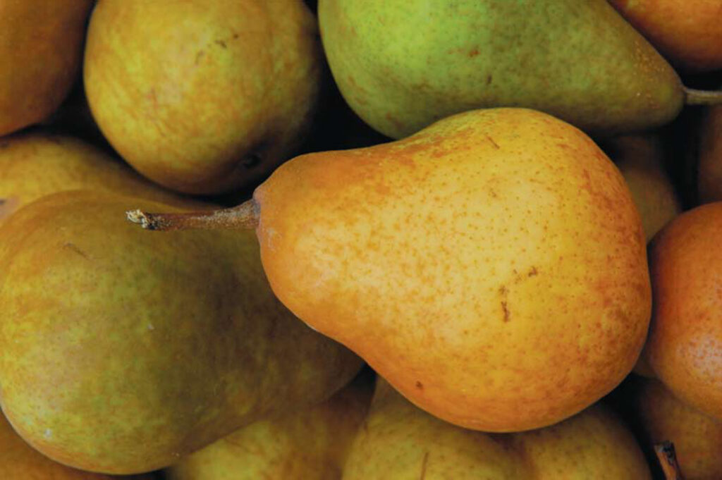 What's in Season: Fall