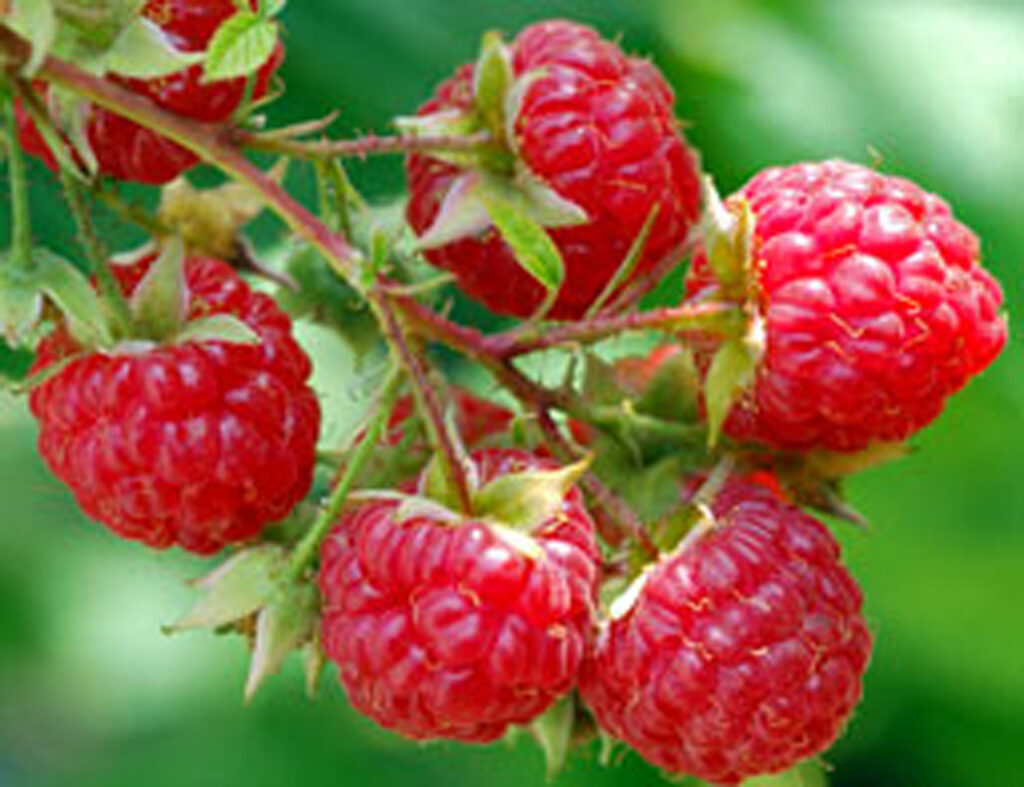 Where to Pick Your Own Raspberries