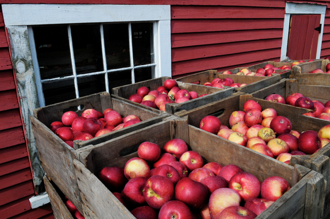 Visit a Cider Mill