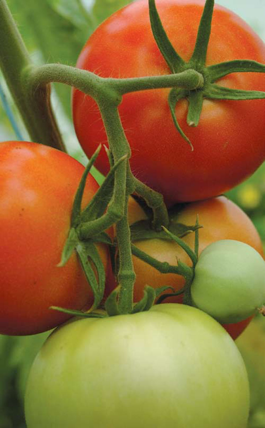 Tomato Recipes & Info