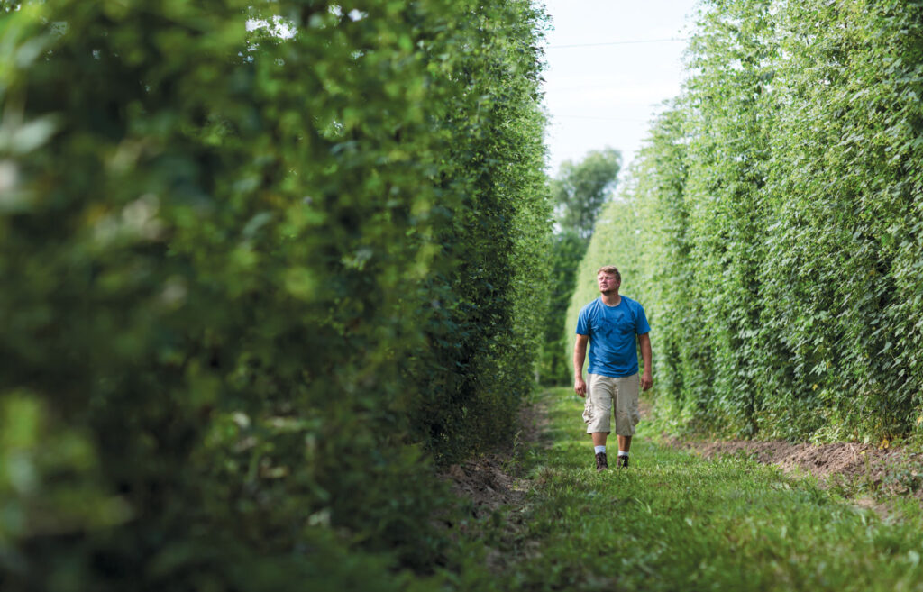 Hops Farms Return to Michigan