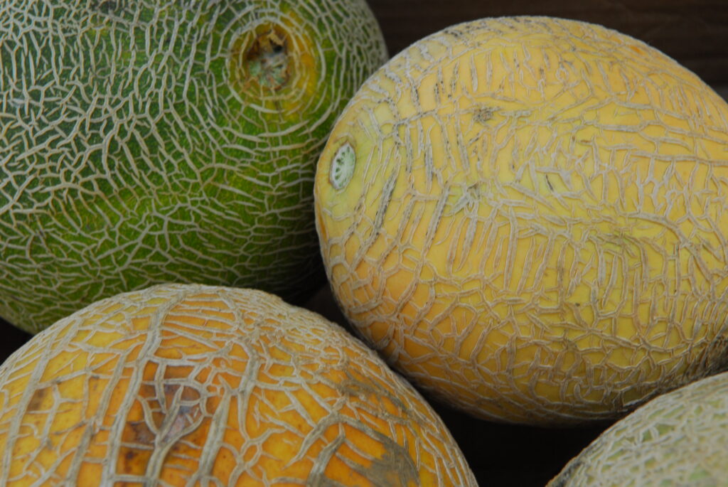 Muskmelon Recipes & Info