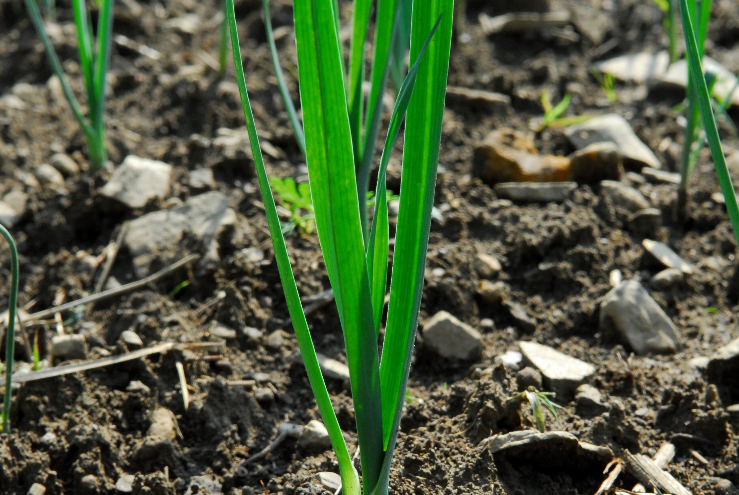 Green Garlic and Potato Soup