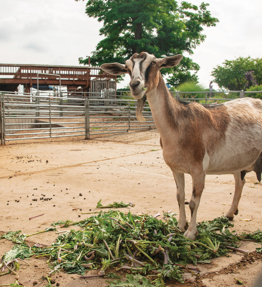 Bowers School Farm
